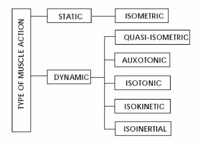 What is Muscle Action? Concentric, Eccentric, and Isometric