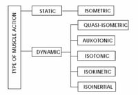 What is Muscle Action? Concentric, Eccentric, and Isometric