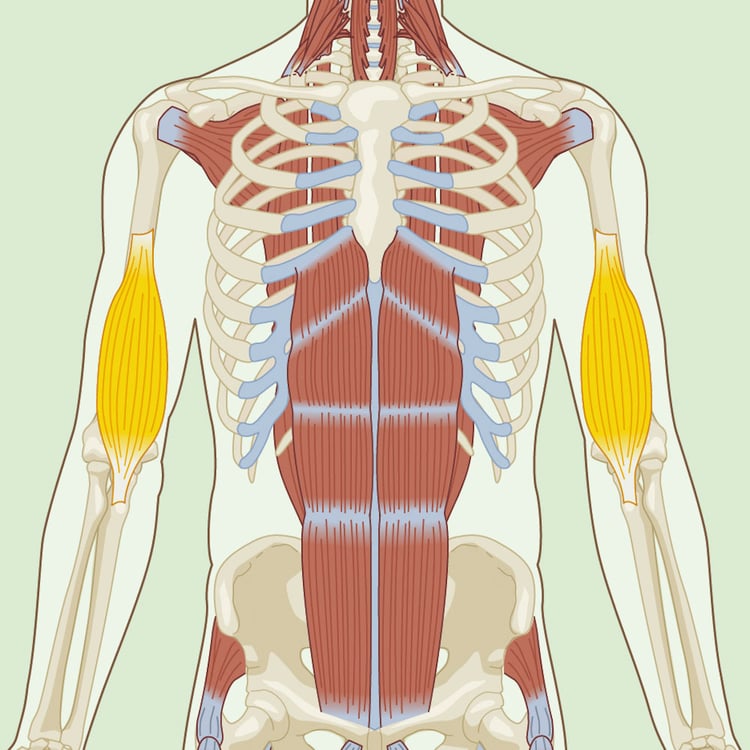 9 of the Best Arm Sculpting Exercises to Tone & Strengthen