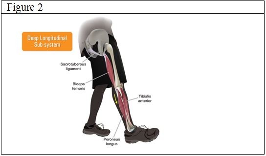 A Practical Approach to Training the Muscle Synergies