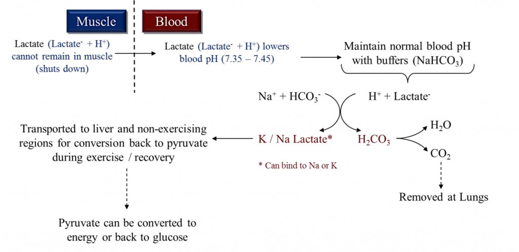 The Lactic Acid Lowdown: Clarifying Common Misconceptions