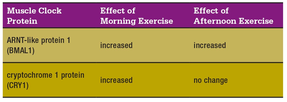 Muscle Clocks: The Importance of Synchronized Training